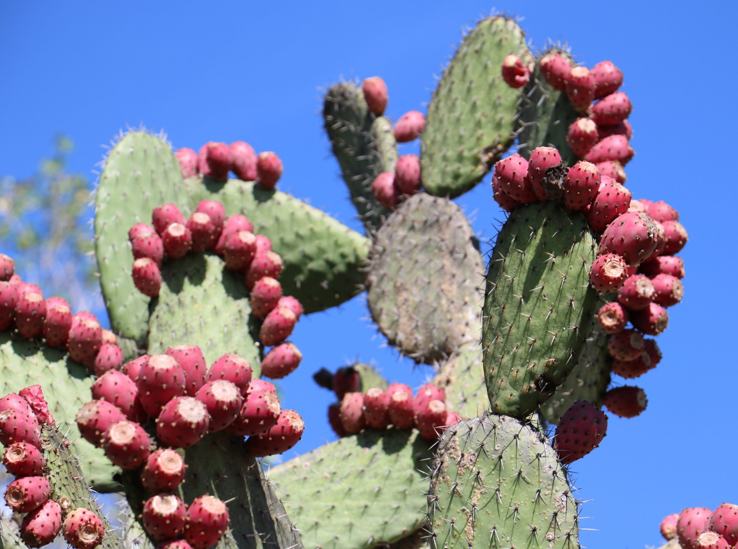 14 Beauty Benefits of Prickly Pear Oil for Skin, Hair & More - ♡ July ...